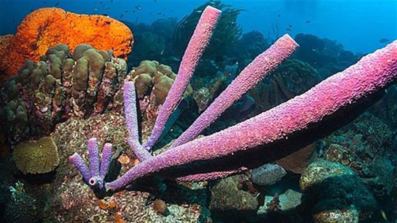 Καταγόμαστε από τα... σφουγγάρια;